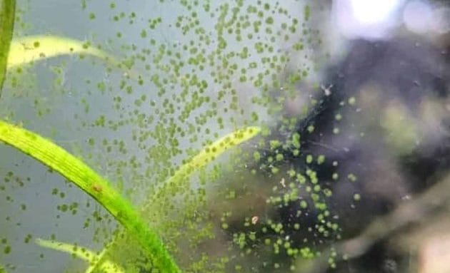 6 Best Methods For Getting Rid Of Green Spot Algae In The Planted ...