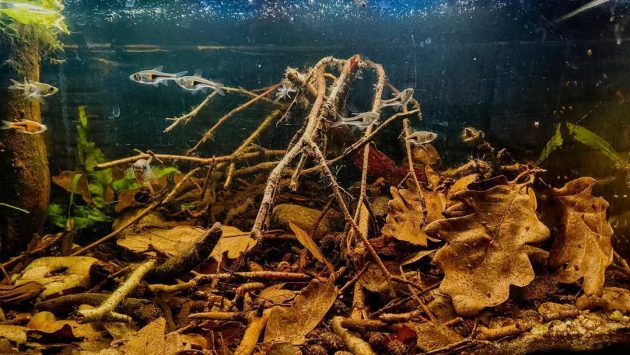 Complete Blackwater Fish Tank Setup Guide - PLANTED TANK MASTERS