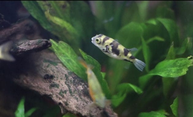 Freshwater Amazon Puffer Fish Care Sheet - PLANTED TANK MASTERS