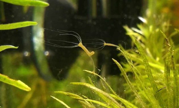 How To Combat Hydra Inside Shrimp And Fish Tank - PLANTED TANK MASTERS