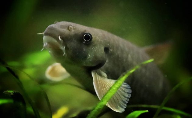 Garra Rufa, The Boisterous Algae Eater Fish That Offer Many Beneficials ...