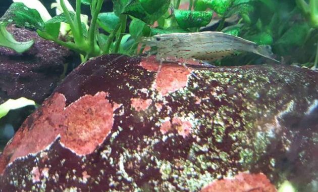 Is Red Spot Algae Dangerous? - PLANTED TANK MASTERS